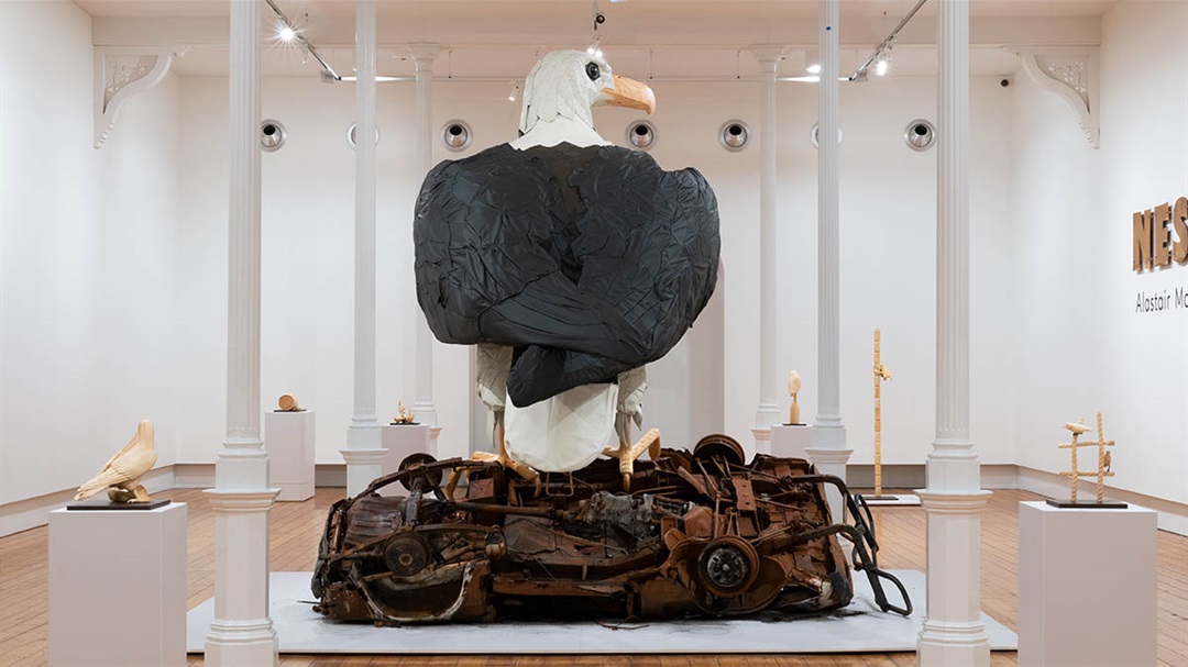Nest: Alastair Mooney - Queen Victoria Museum & Art Gallery