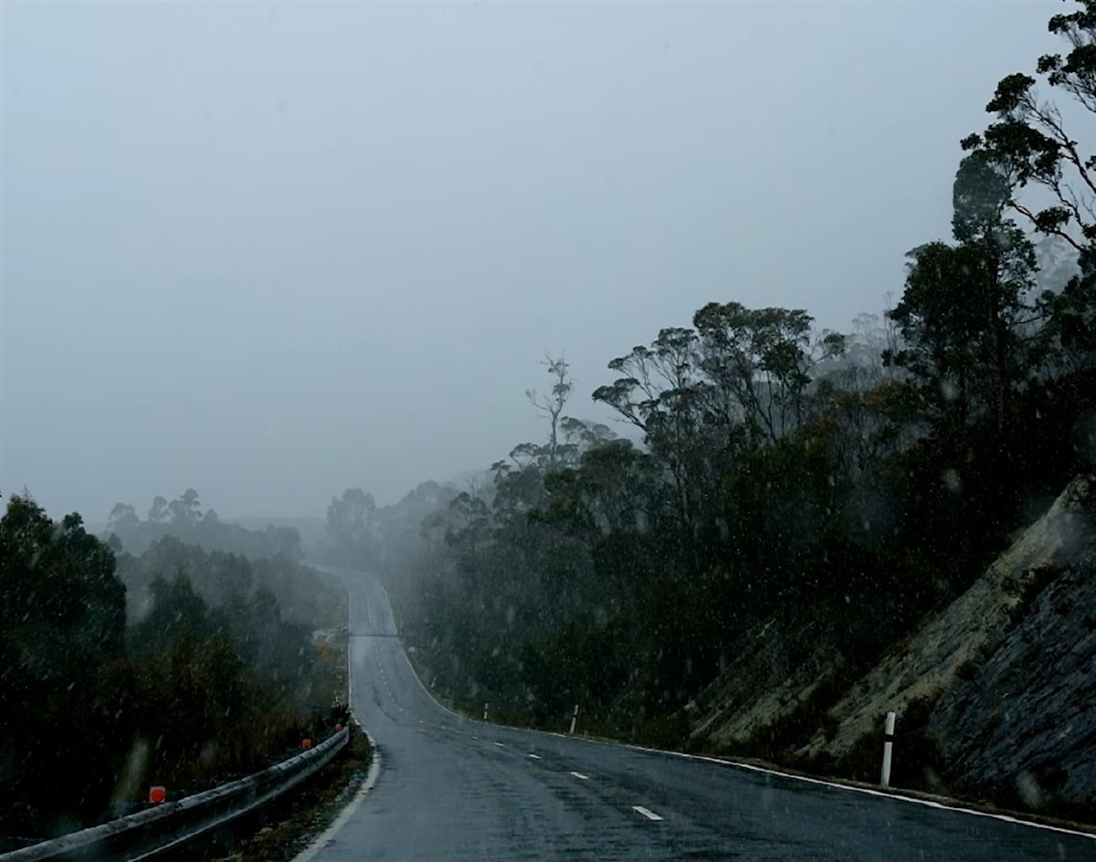 Sarah Rhodes: Ingesting the island - Queen Victoria Museum & Art Gallery